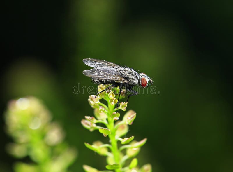 Embalmed, Taken in the Wild Stock Image - Image of insect, predator ...