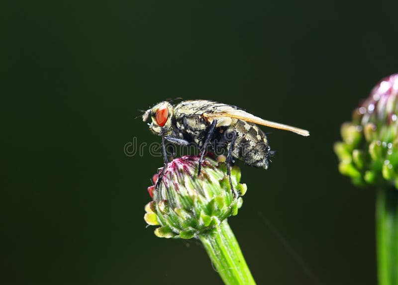 Embalmed, Taken in the Wild Stock Image - Image of black, meat: 238973731