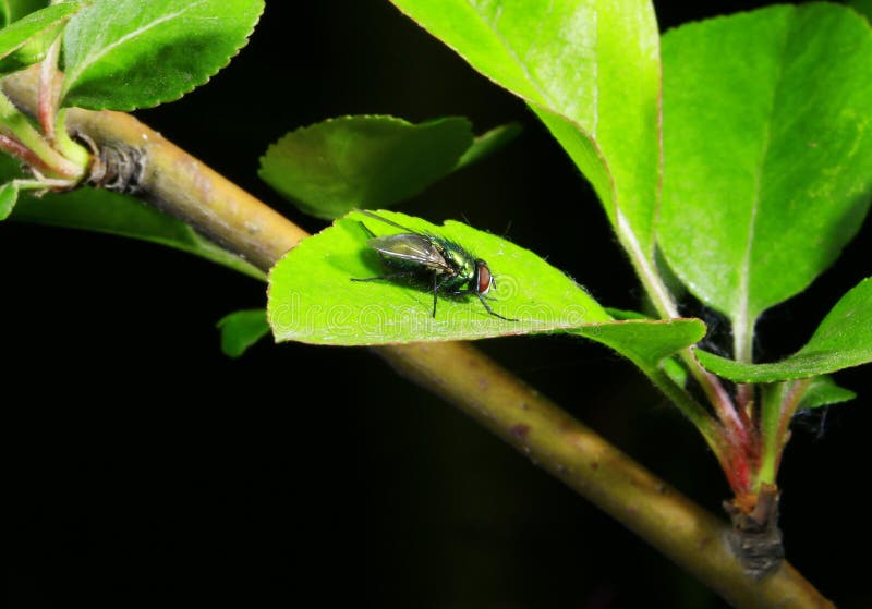 Embalmed, Taken in the Wild Stock Photo - Image of insect, background ...