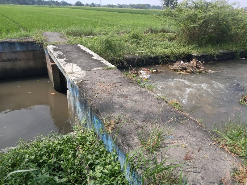 Embankment on the River for Irrigation of Rice Fields on the Side of ...