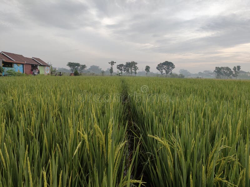 Embankment between Two Rice Fields Stock Photo - Image of tree ...