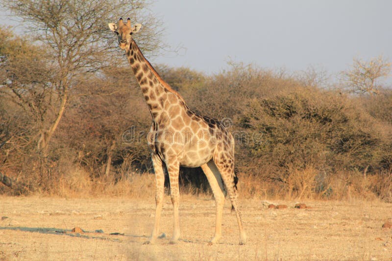 Jirafa Embarazada Fotos de stock - Fotos libres de regalías de Dreamstime