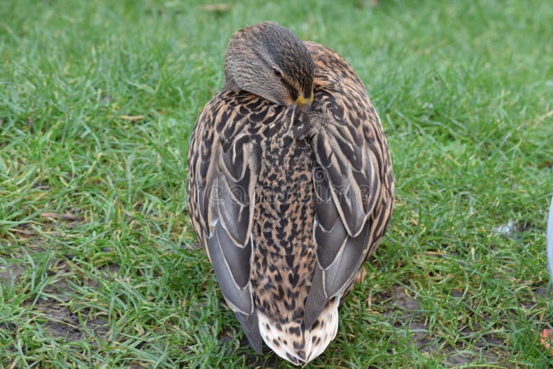 Embarrassed Duck stock image. Image of nature, grass - 75006721