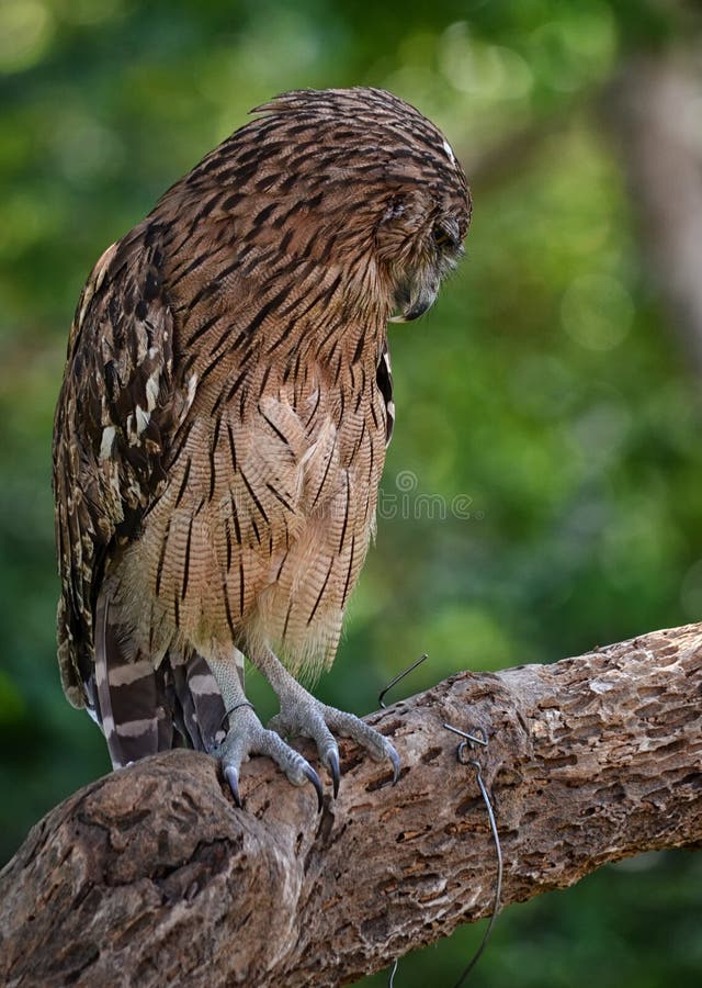Embarrassed owl stock photo. Image of unknown, anonymous - 53234796