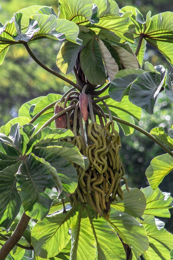 Embauba Tree on Atlantic Rainforest Stock Photo - Image of botany, leaf ...