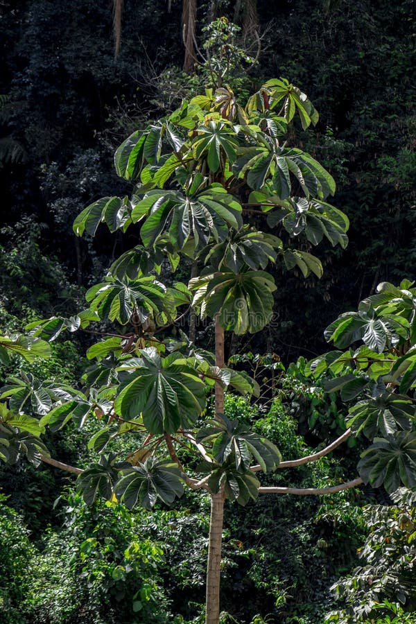 Embauba Tree on Atlantic Rainforest Stock Image - Image of fruit, bough ...