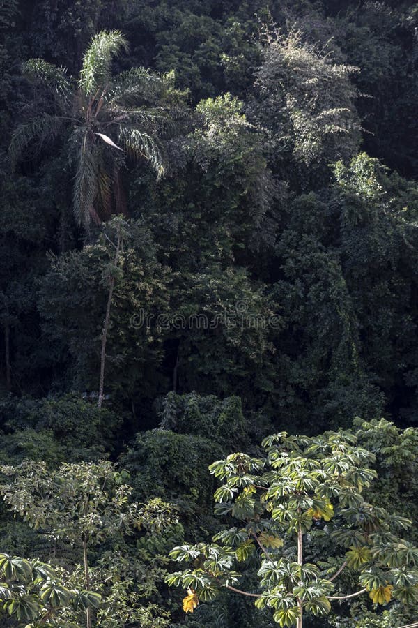 Embauba Tree on Atlantic Rainforest Stock Photo - Image of landscaping ...