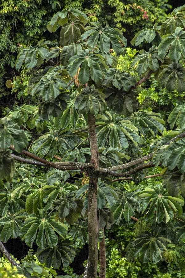 Embauba Tree on Atlantic Rainforest Stock Image - Image of forest ...