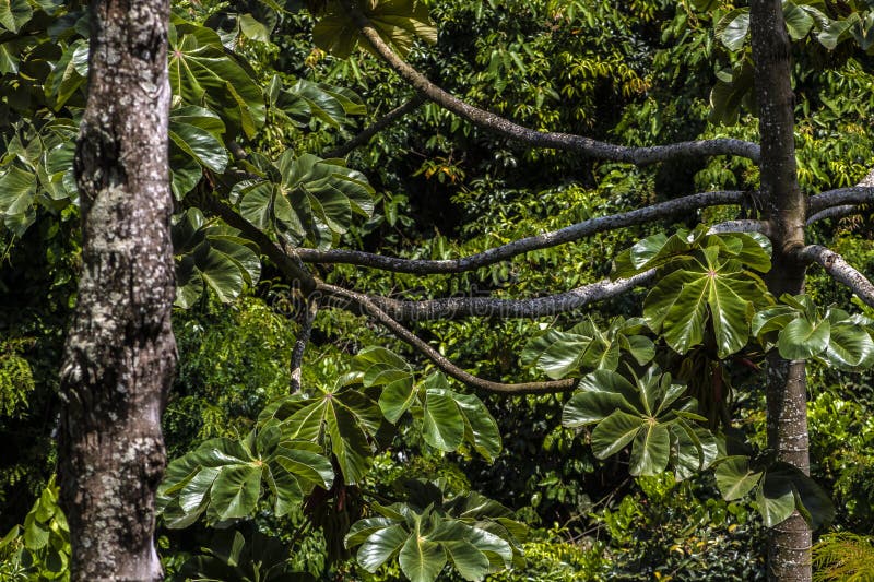 Embauba Tree on Atlantic Rainforest Stock Photo - Image of foliage ...