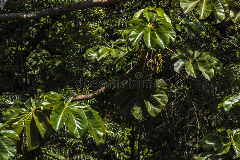 Embauba Tree on Atlantic Rainforest Stock Photo - Image of flora ...