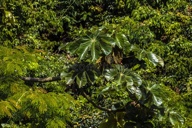 Embauba Tree on Atlantic Rainforest Stock Photo - Image of brazil ...