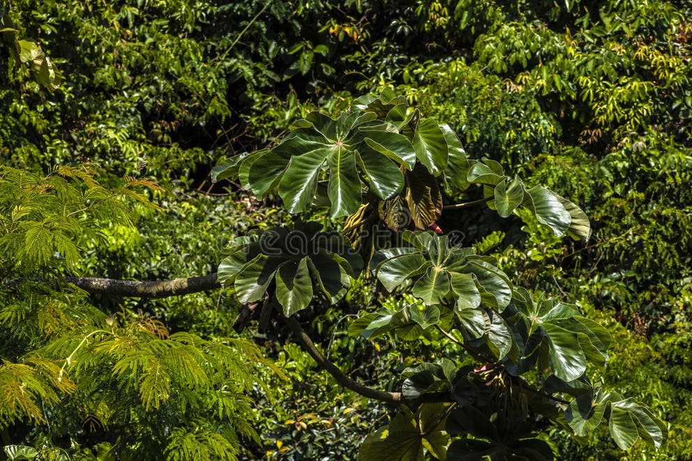 Embauba Tree on Atlantic Rainforest Stock Photo - Image of brazil ...