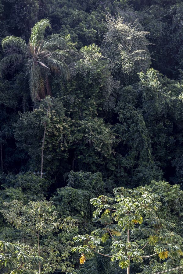 Embauba Tree on Atlantic Rainforest Stock Image - Image of backlight ...
