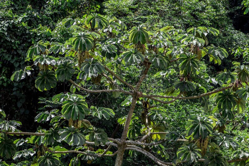 Embauba Tree on Atlantic Rainforest Stock Photo - Image of atlantic ...