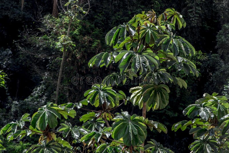 Embauba Tree on Atlantic Rainforest Stock Photo - Image of ornament ...