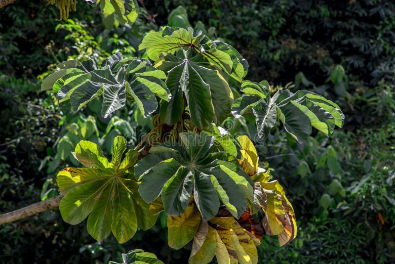Embauba Tree on Atlantic Rainforest Stock Image - Image of fruit, bough ...