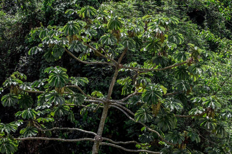 Embauba Tree on Atlantic Rainforest Stock Photo - Image of fruit ...