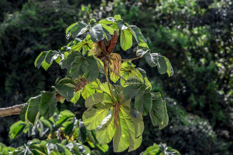 Embauba Tree on Atlantic Rainforest Stock Image - Image of fruit, bough ...
