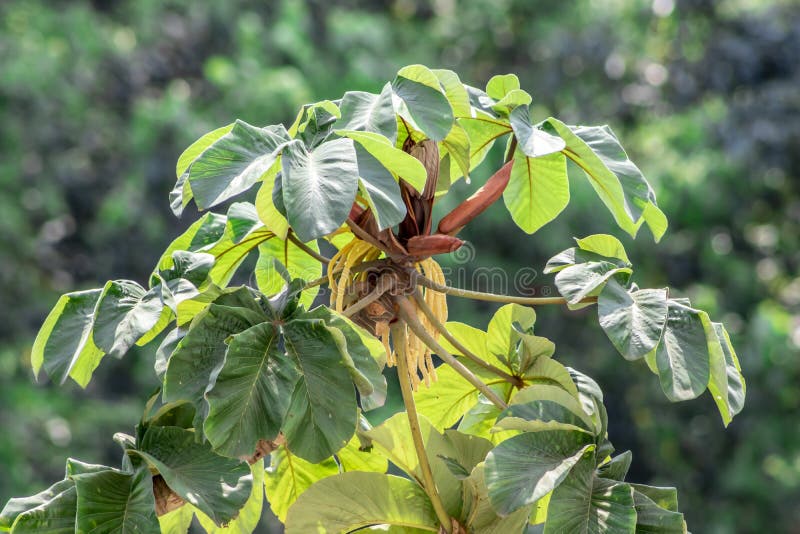 Embauba Tree on Atlantic Rainforest Stock Photo - Image of fruit ...