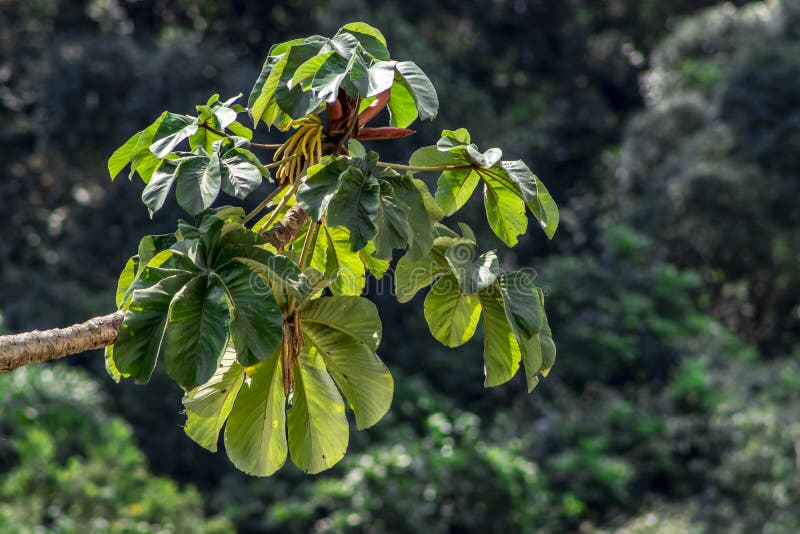Embauba Tree on Atlantic Rainforest Stock Image - Image of fruit, bough ...