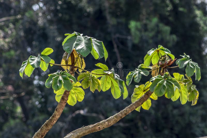Embauba Tree on Atlantic Rainforest Stock Image - Image of fruit, bough ...