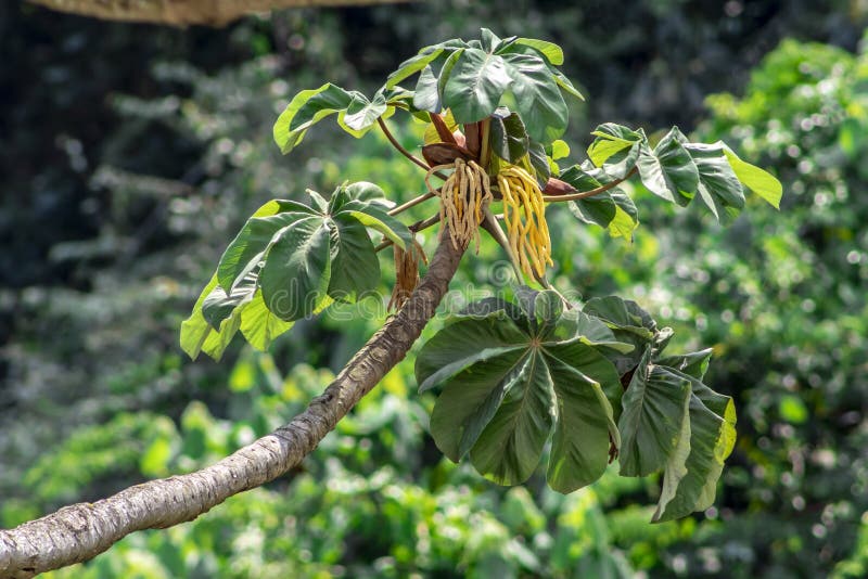 Embauba Tree on Atlantic Rainforest Stock Image - Image of grove ...