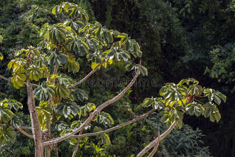Embauba Tree on Atlantic Rainforest Stock Image - Image of atlantic ...