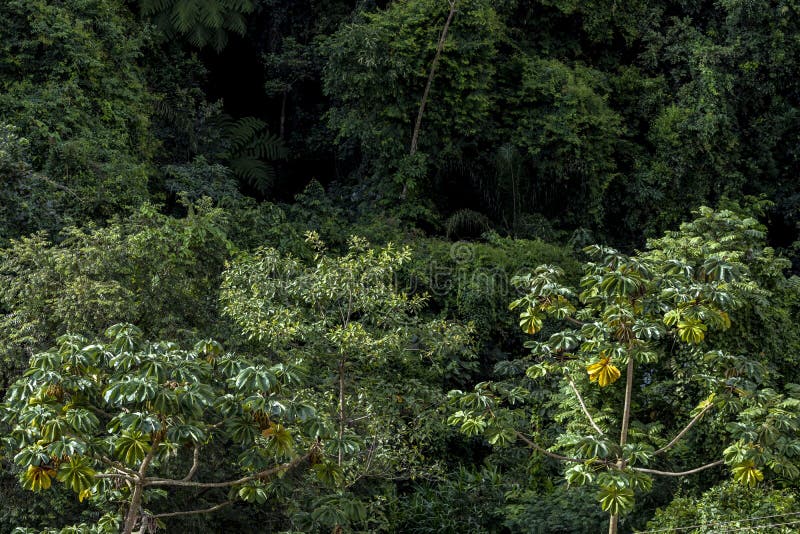 Embauba Tree on Atlantic Rainforest Stock Image - Image of nature ...