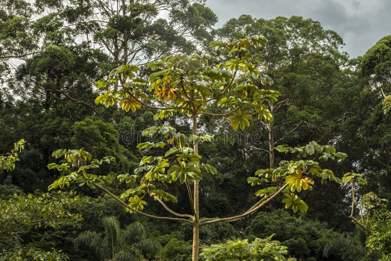 Embauba Tree on Atlantic Rainforest Stock Photo - Image of fruit ...