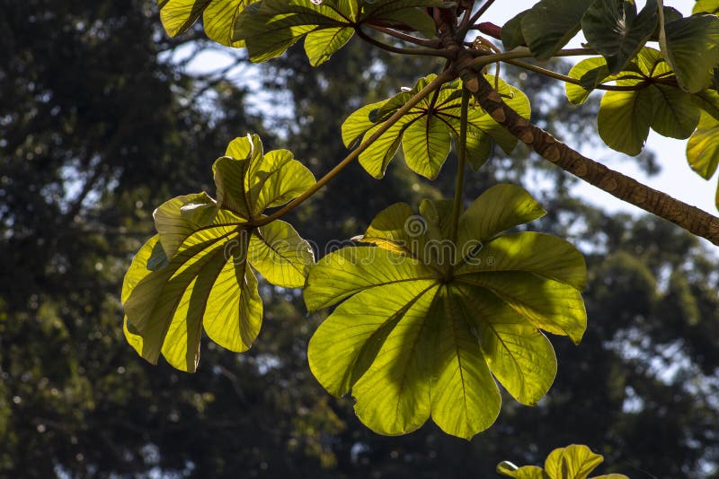 Embauba Tree on Atlantic Rainforest Stock Image - Image of nature ...