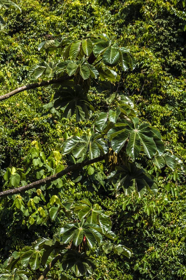 A Embauba Tree (Cecropia Pachystachya) in Middle a Forest Stock Image ...