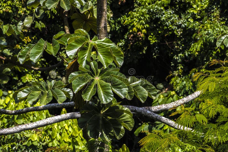 A Embauba Tree (Cecropia Pachystachya) in Middle a Forest Stock Image ...
