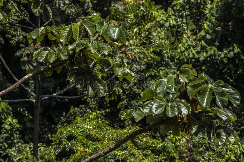 Embauba Tree on Atlantic Rainforest Stock Photo - Image of atlantic ...