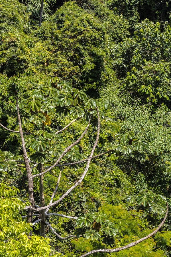 Embauba Tree on Atlantic Rainforest Stock Photo - Image of botany ...