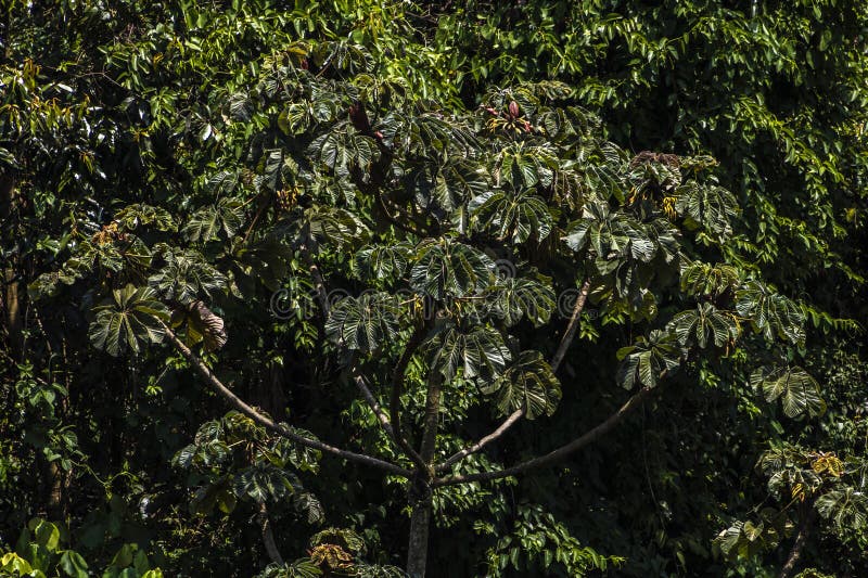 Embauba Tree on Atlantic Rainforest Stock Photo - Image of cecropia ...
