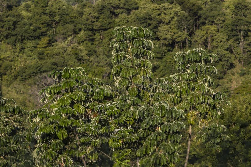 Embauba Tree or Cecropia Tree on Atlantic Rainforest Stock Photo ...