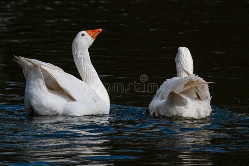 Embden Geese Swimming on a Lake Stock Photo - Image of angry, duck ...