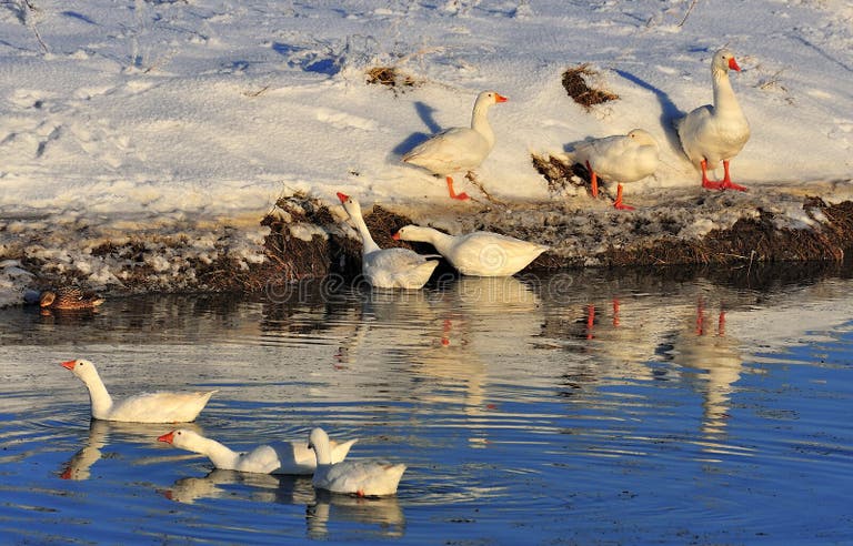 Embden geese, Wintertime stock image. Image of hardy - 23599543