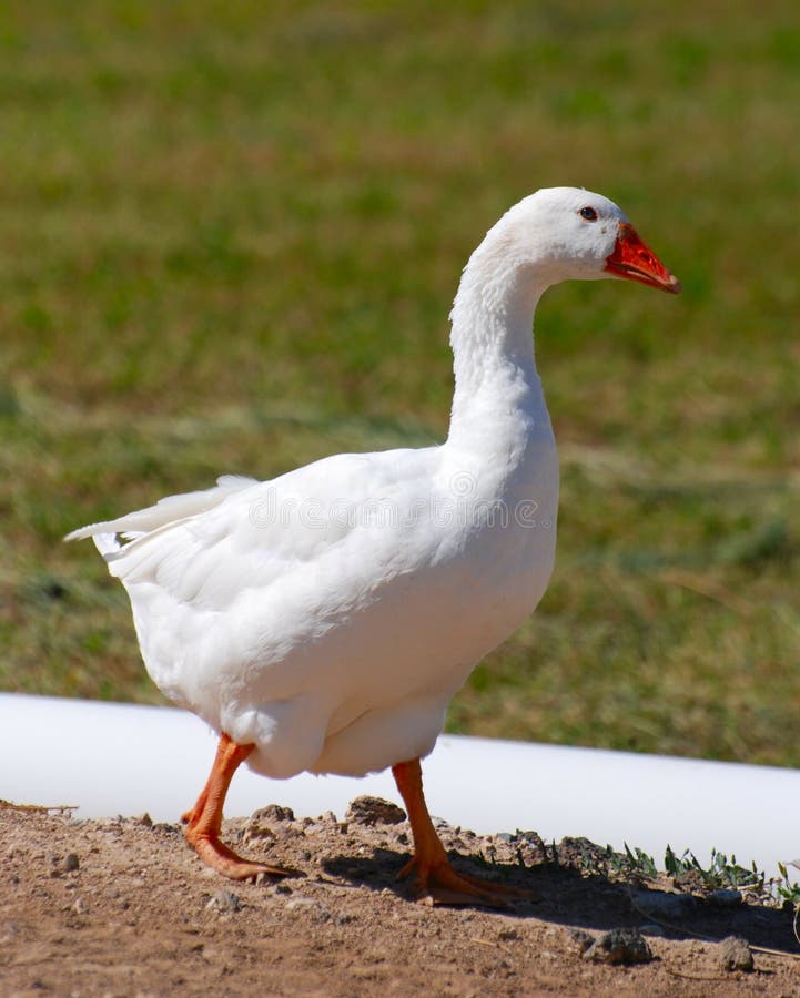 Embden Goose stock image. Image of bipedal, feather, orange - 16678867