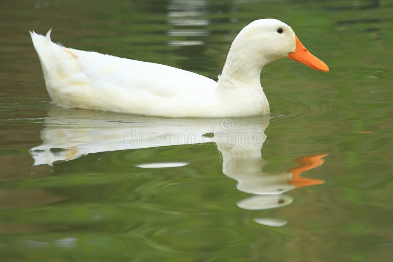Embden goose stock photo. Image of nature, floating, embden - 26012062