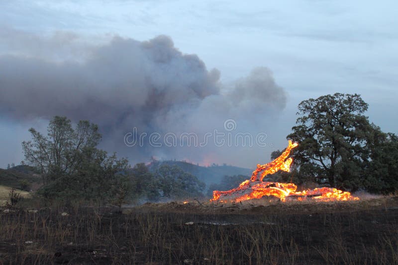 Smoldering Tree Stump stock photo. Image of heat, wildfire - 7280558