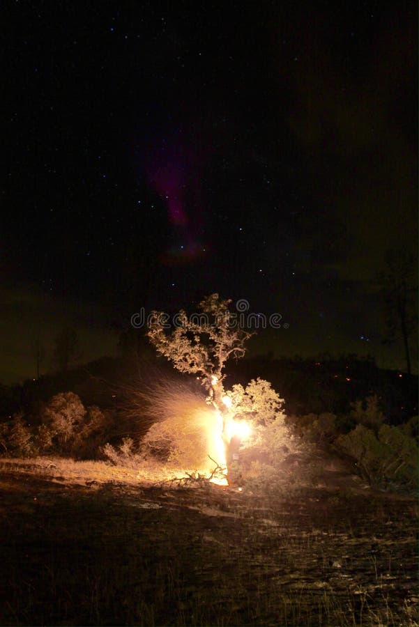 The Ember Tree stock image. Image of tree, fire, northern - 82167691