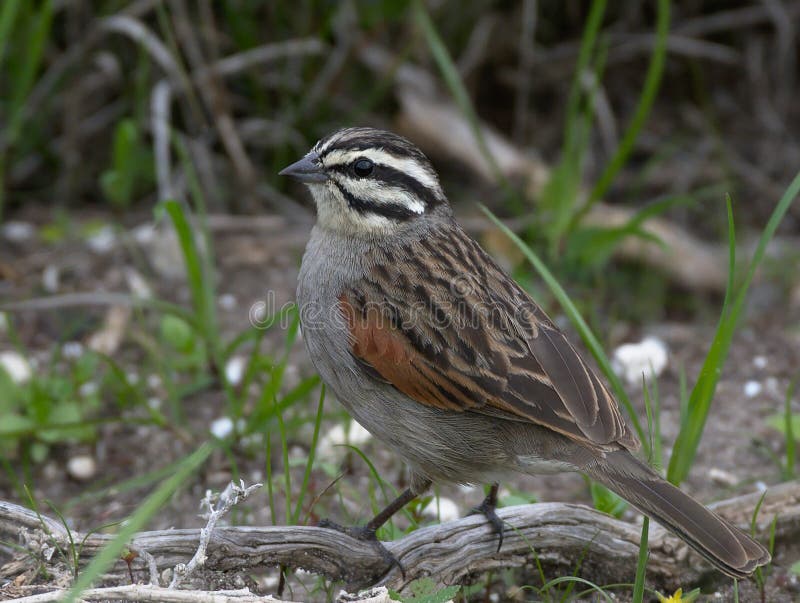 Emberiza Capensis (Cape Bunting) Stock Photo - Image of brown, bush ...