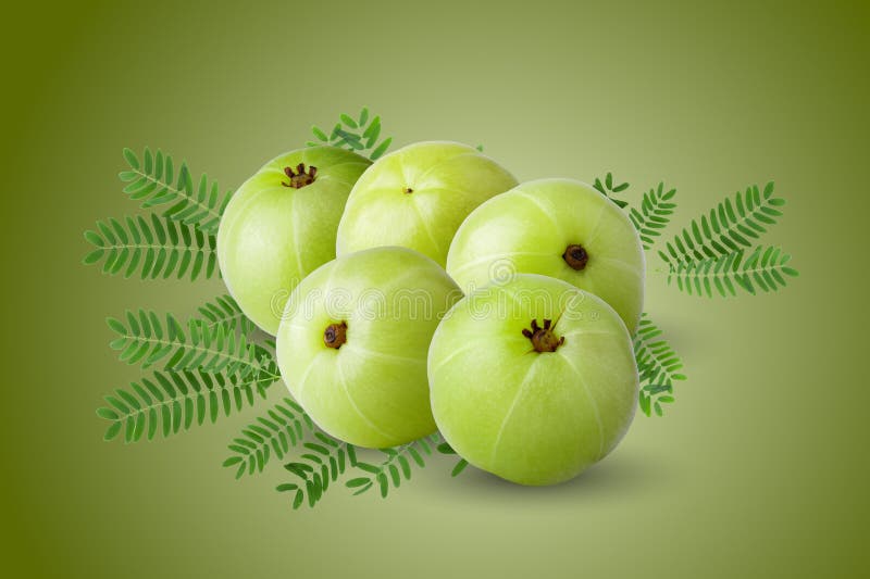 Emblic or Indian Gooseberry Leaves Isolated on a Green Background Stock ...