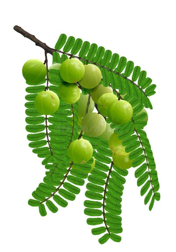 Emblic leafflower owoc zdjęcie stock. Obraz złożonej z bydło - 58655546