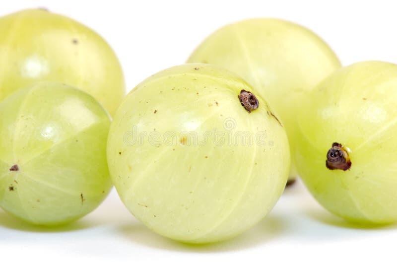 Emblic Myrablan, Malacca Tree (Phyllanthus Emblica L.) Stock Photo ...