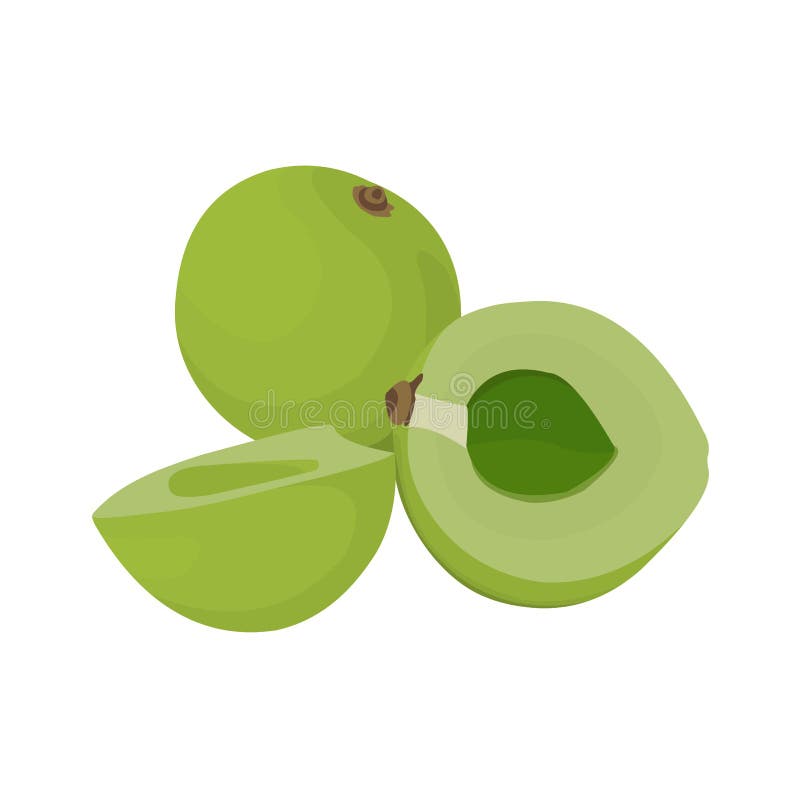 Emblica Stock Illustrations – 120 Emblica Stock Illustrations, Vectors ...