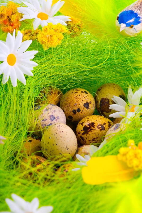 Nid Avec Des Oeufs Des Canards Sauvages Image stock - Image du avec ...