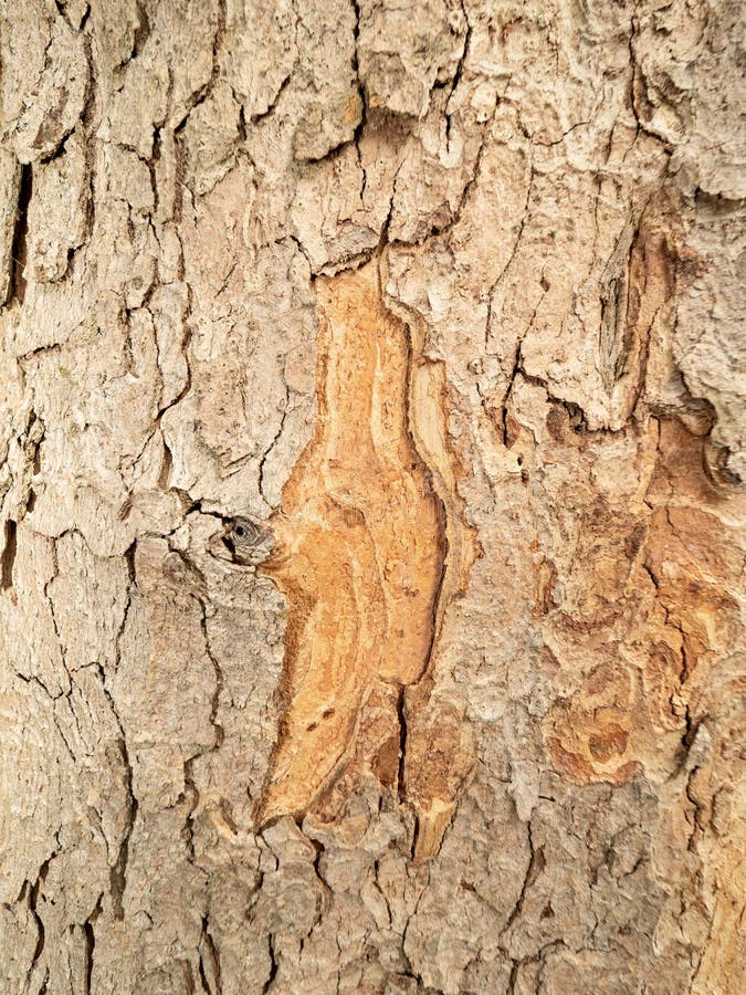 Embossed Bark of Old Maple Tree. Textured Scales Stock Photo - Image of ...