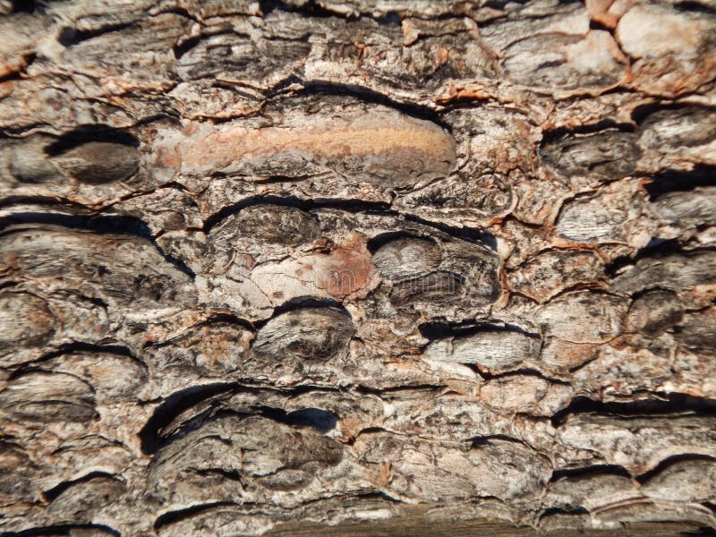 Embossed Brown Tree Bark Close-up Stock Photo - Image of wood, scales ...